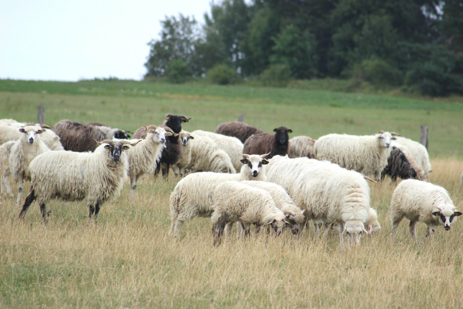 Pokrok v chovu ovcí | Náš chov - vše o chovu hospodářských zvířat