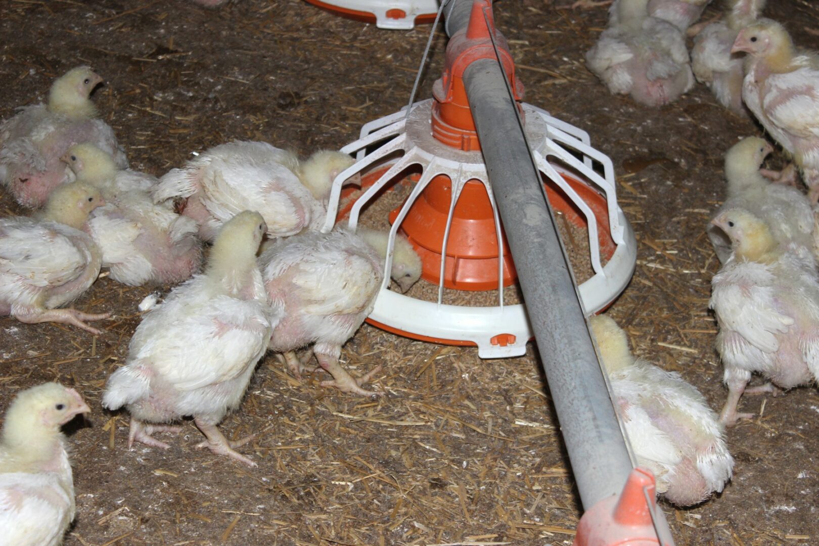 Co by přinesl evropský závazek ECC – European Chicken Commitment? | Náš ...