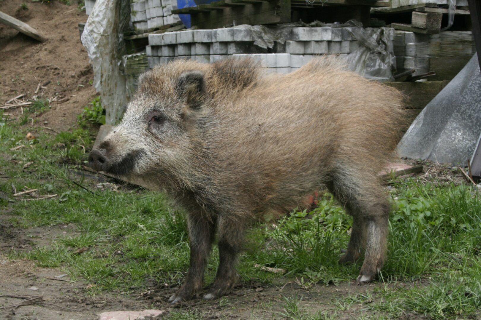 Protilátky proti viru Aujeszkyho choroby má v ČR asi pětina prasat ...