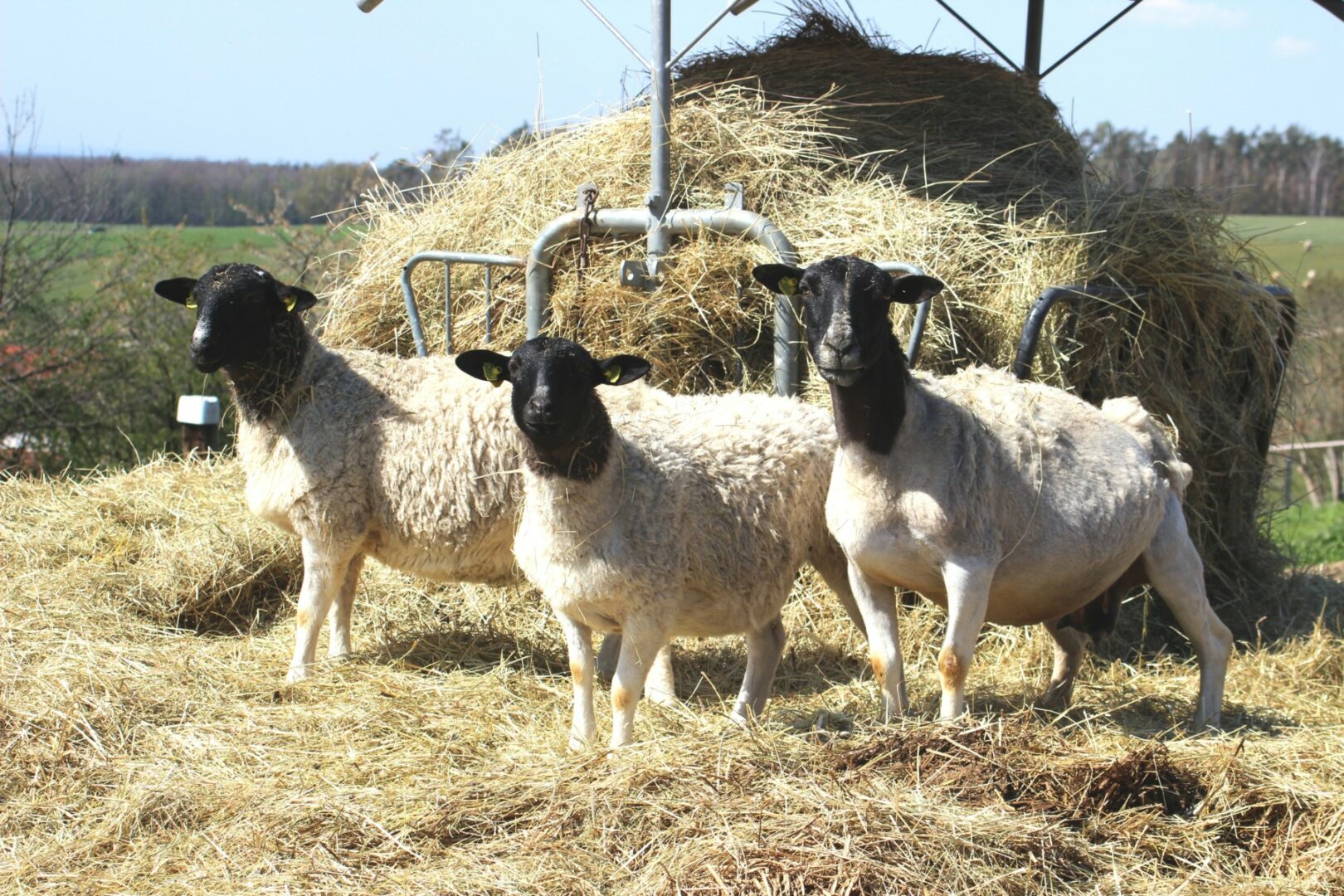 Srstnatá plemena ovcí | Náš chov - vše o chovu hospodářských zvířat