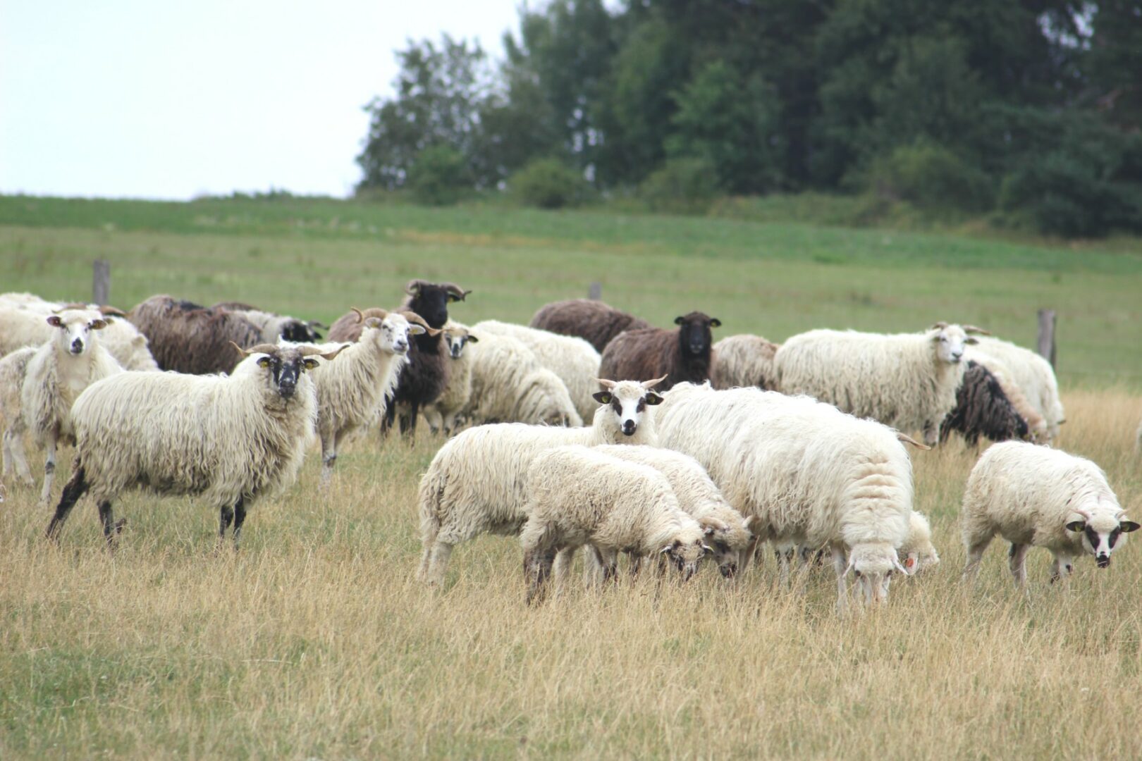 Chov ovcí a koz v krizi | Náš chov - vše o chovu hospodářských zvířat