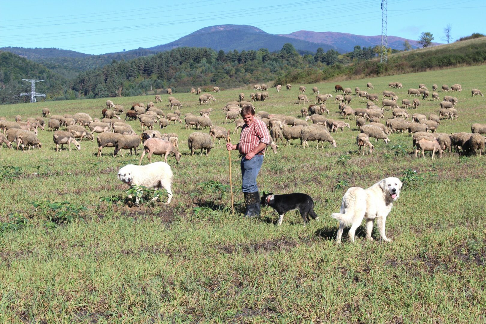 Chov ovcí na Slovensku | Náš chov - vše o chovu hospodářských zvířat