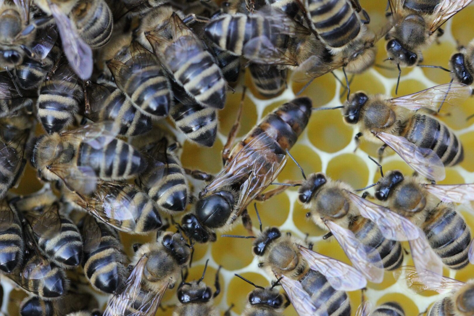 Chovatelsky významná plemena včel | Náš chov - vše o chovu ...