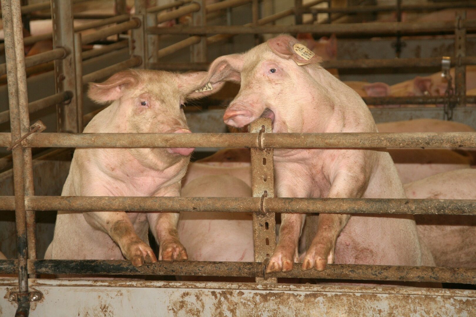 Perspektivy chovu prasat v ČR | Náš chov - vše o chovu hospodářských zvířat
