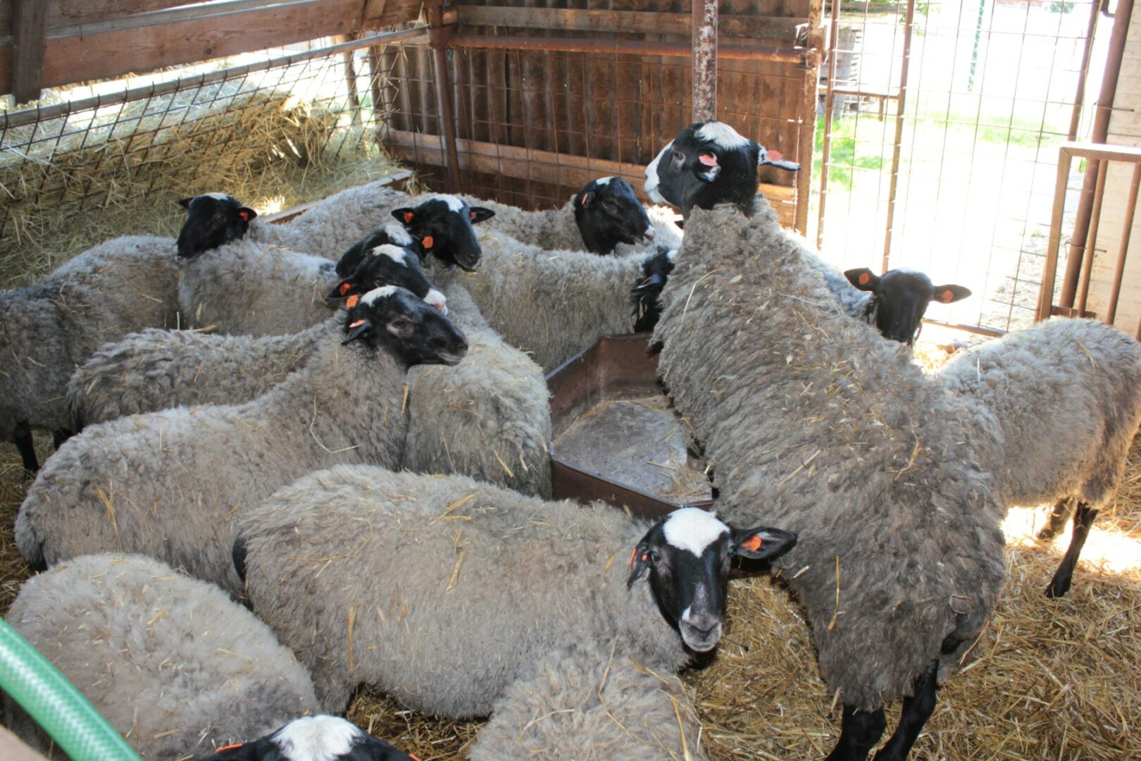 Genomika ve šlechtění ovcí | Náš chov - vše o chovu hospodářských zvířat