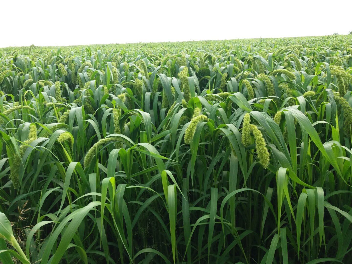 Netradiční pícniny na orné půdě | Náš chov - vše o chovu hospodářských ...