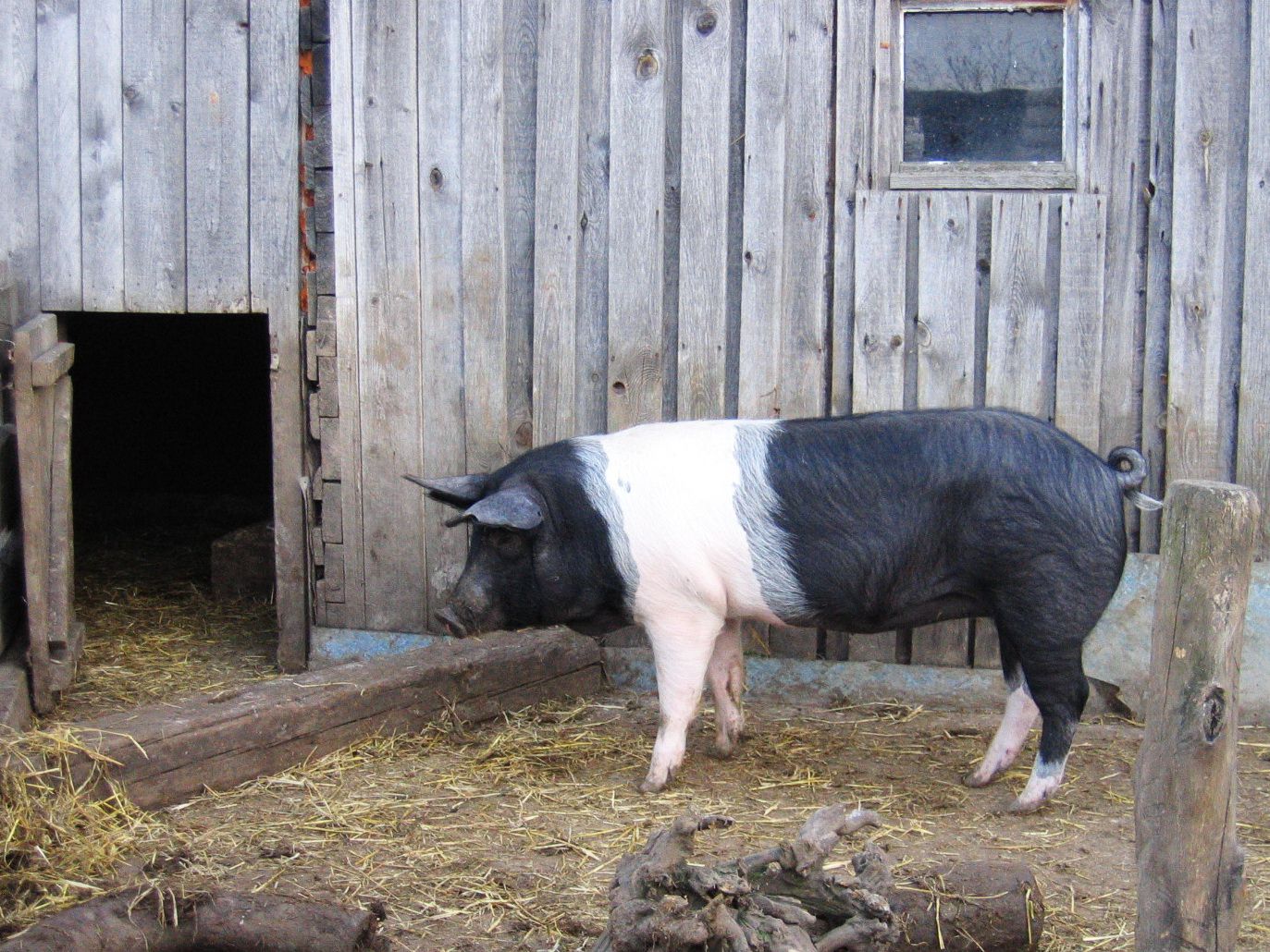 Přeštické prase je unikátní | Náš chov - vše o chovu hospodářských zvířat