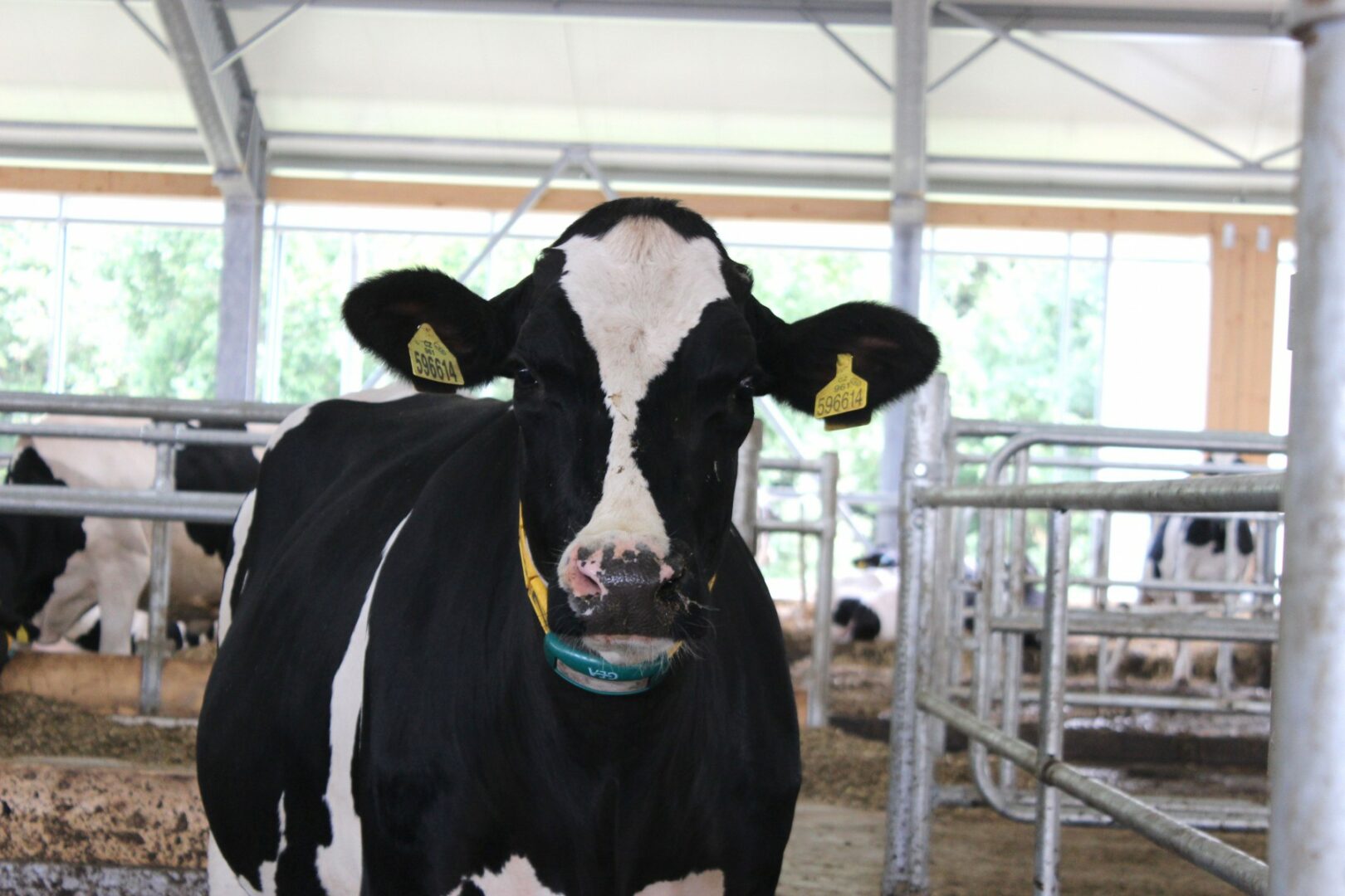 Program pro sofistikované řízení stáda | Náš chov - vše o chovu ...