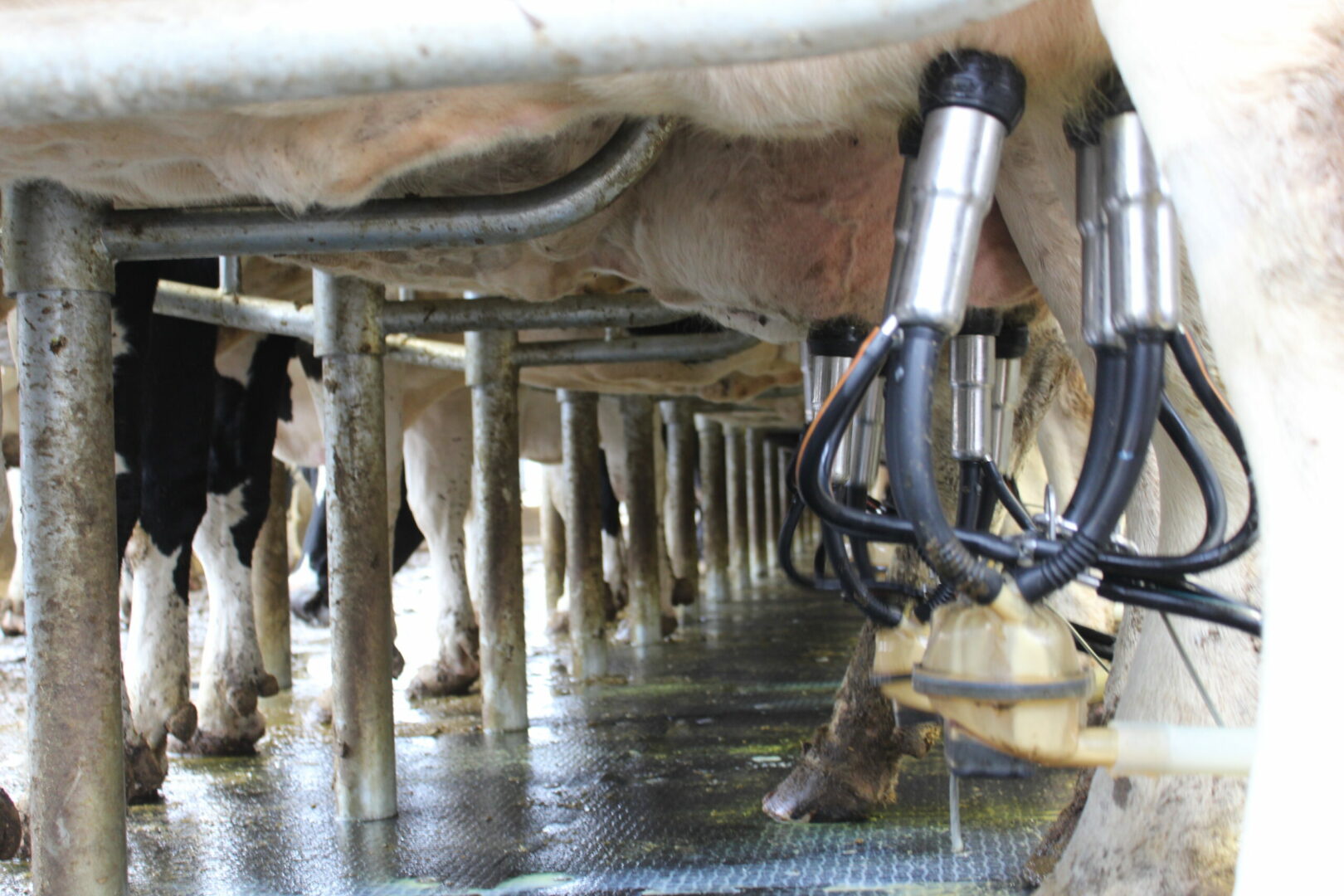 Témata programu EuroTier 2020 | Náš chov - vše o chovu hospodářských zvířat