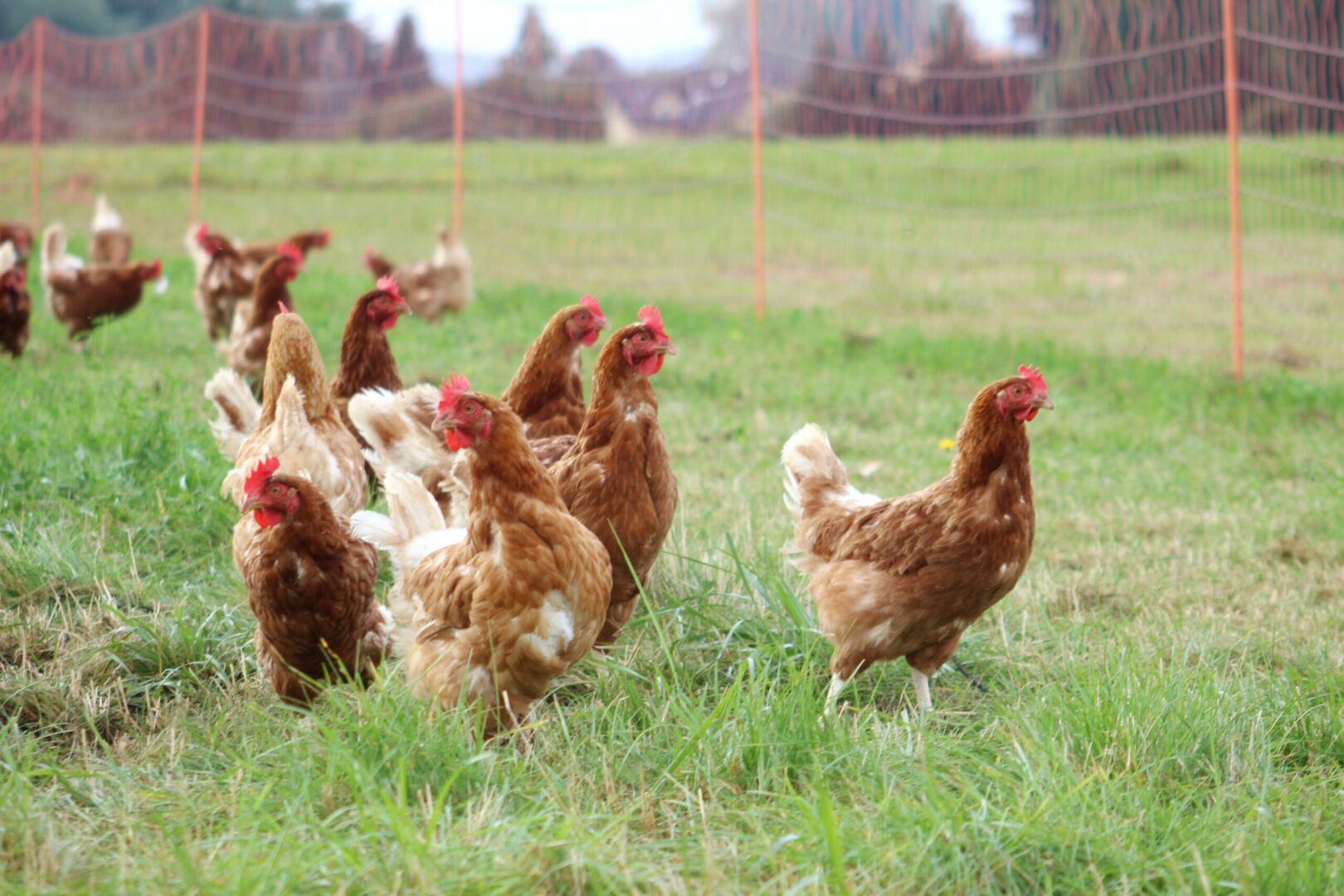 Ekonomika produkce vajec | Náš chov - vše o chovu hospodářských zvířat