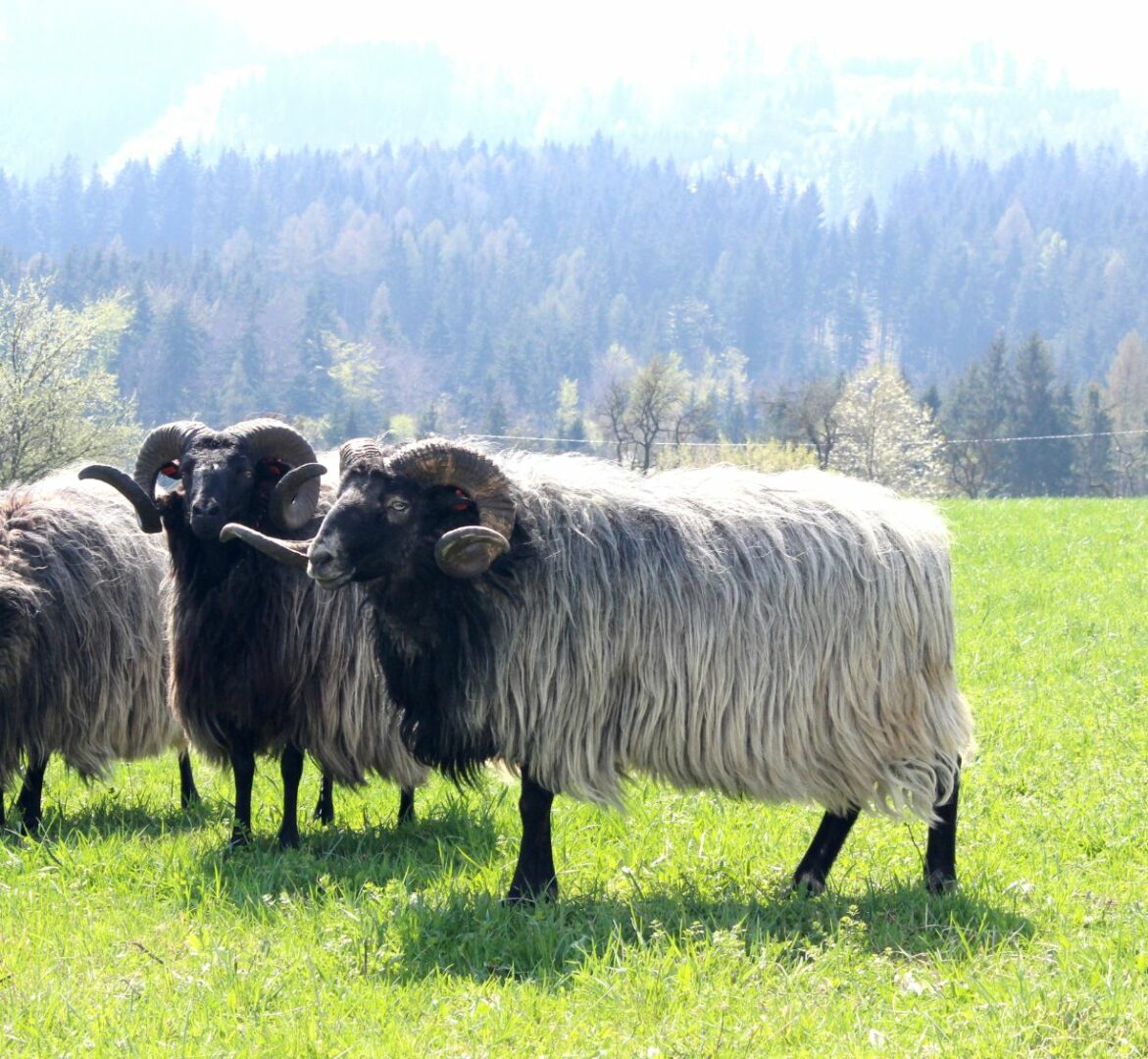 Stavy ovcí dále klesají | Náš chov - vše o chovu hospodářských zvířat