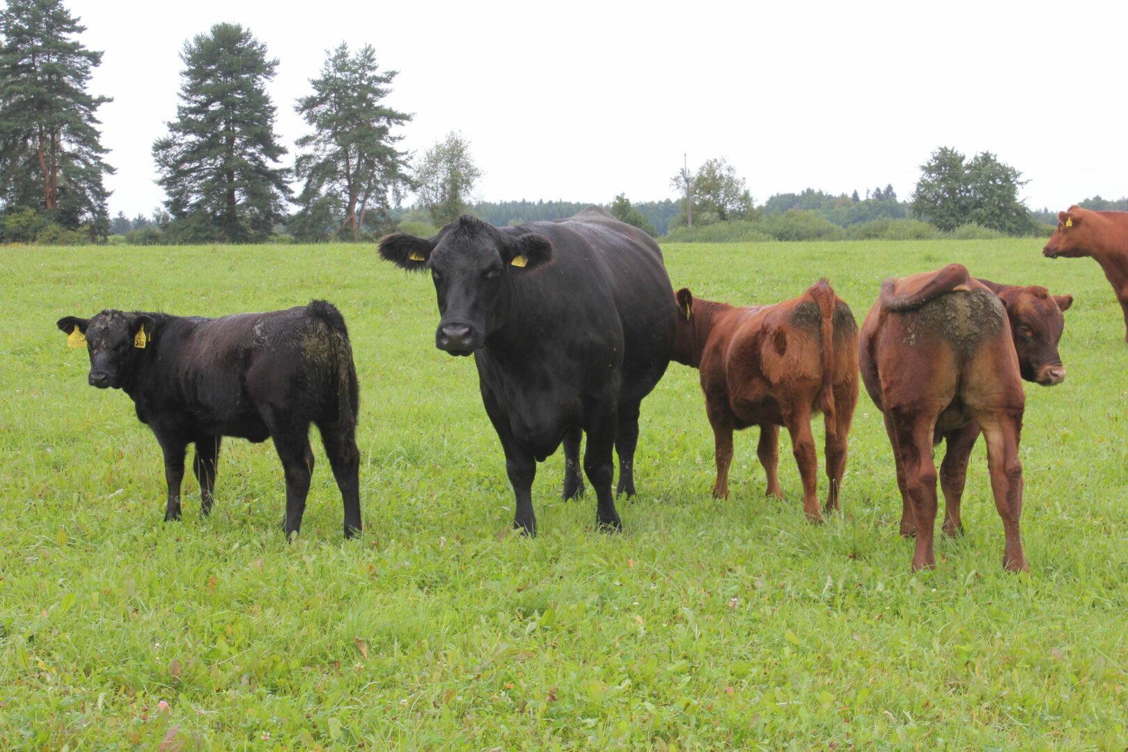 Američtí chovatelé dostanou třetího geneticky modifikovaného živočicha ...