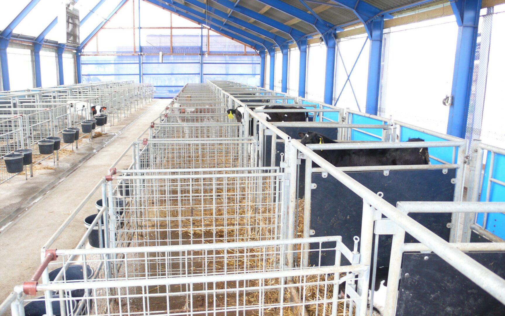 Nové poznatky o výživě telat | Náš chov - vše o chovu hospodářských zvířat