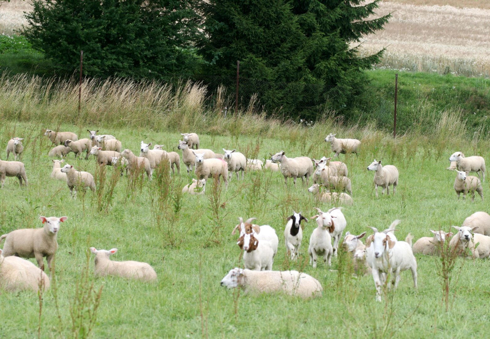Nákazová situace v chovech ovcí a koz | Náš chov - vše o chovu ...