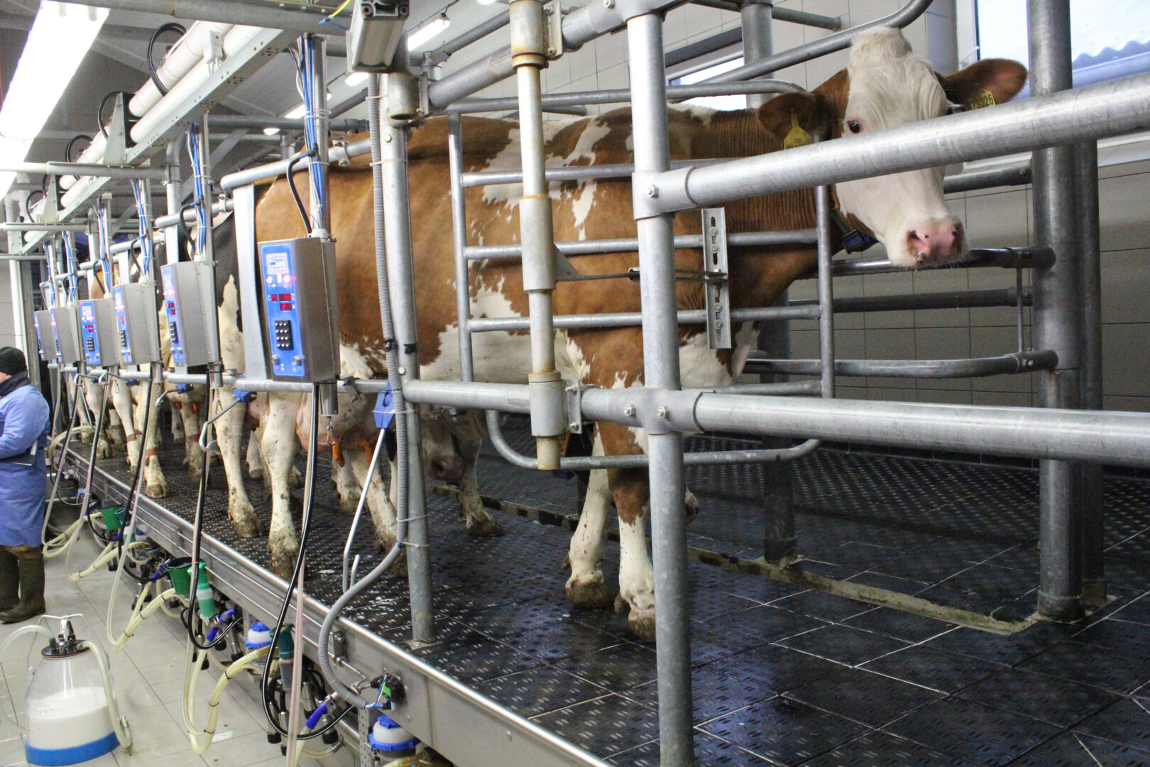 Nejlepší dodavatelé oceněni | Náš chov - vše o chovu hospodářských zvířat