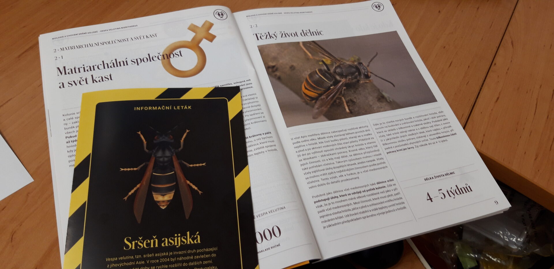 Dřív, než bude pozdě – příprava na invazi sršně asijské ve střední ...