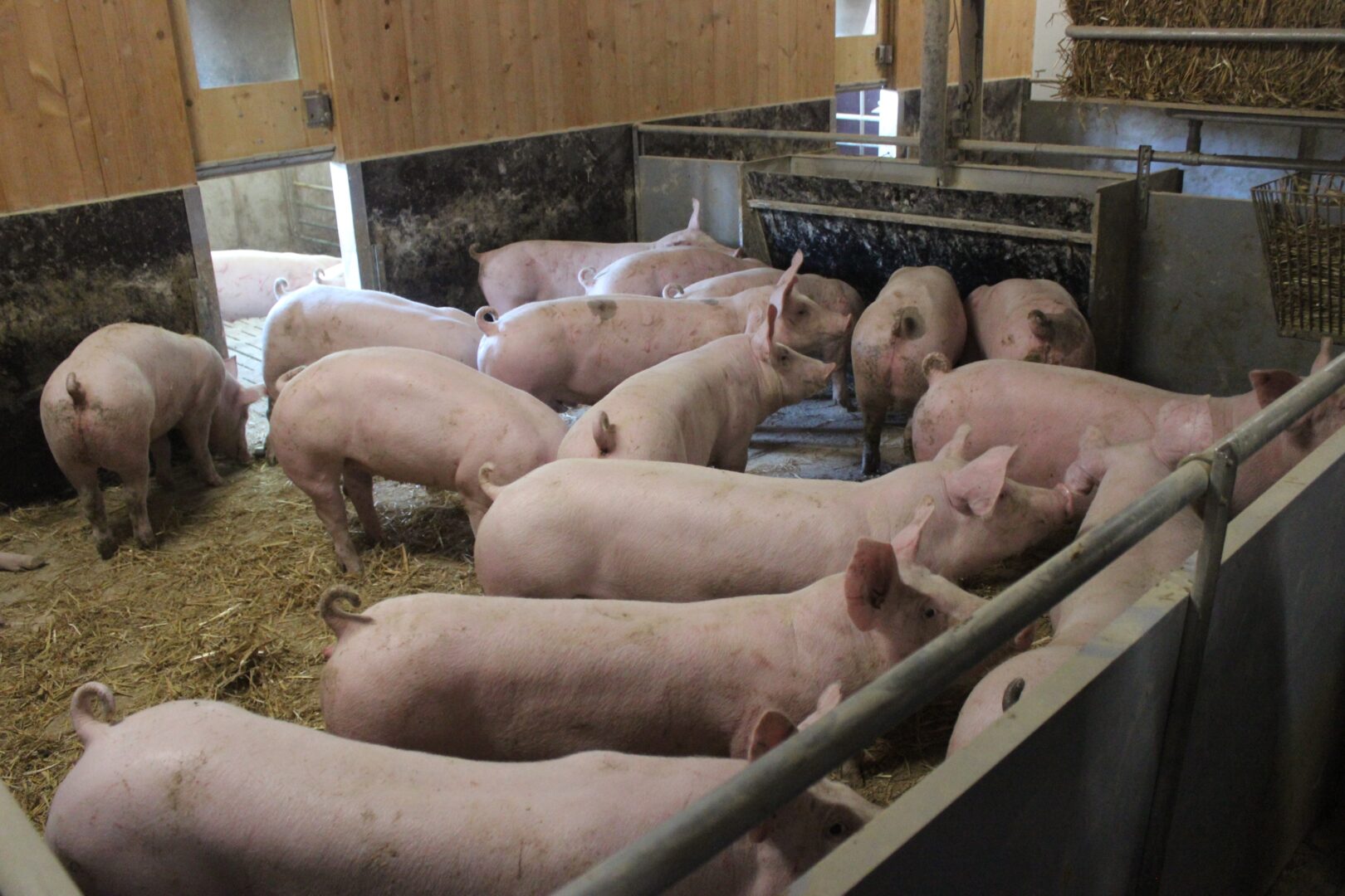 Trvale udržitelný chov prasat | Náš chov - vše o chovu hospodářských zvířat