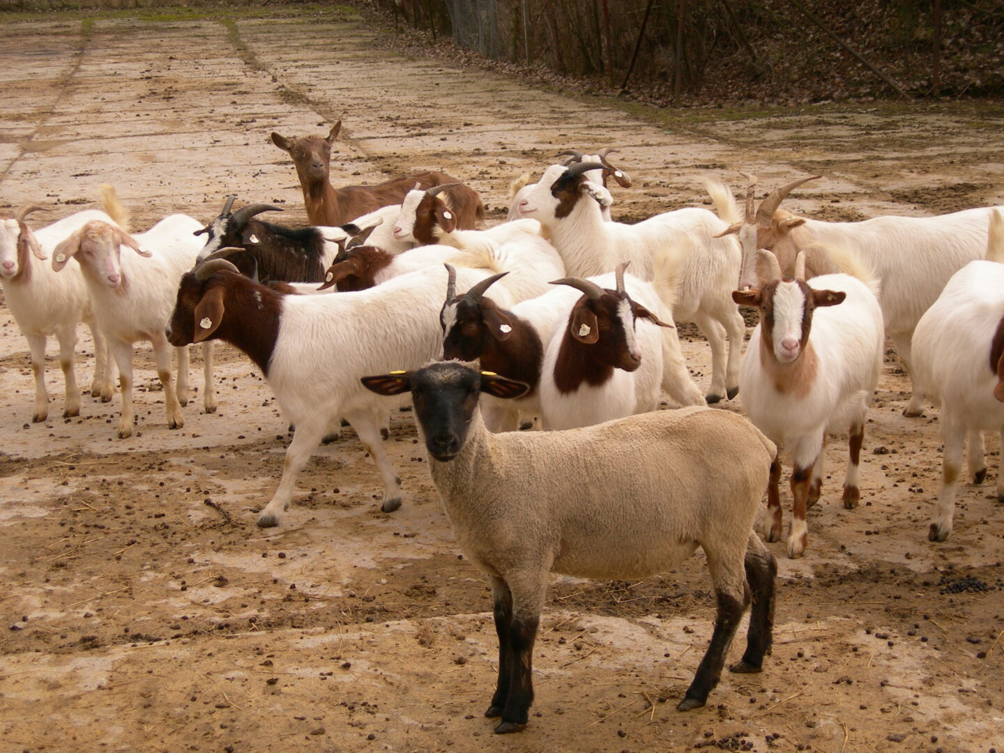 Když se střetnou divoká a hospodářská zvířata | Náš chov - vše o chovu ...