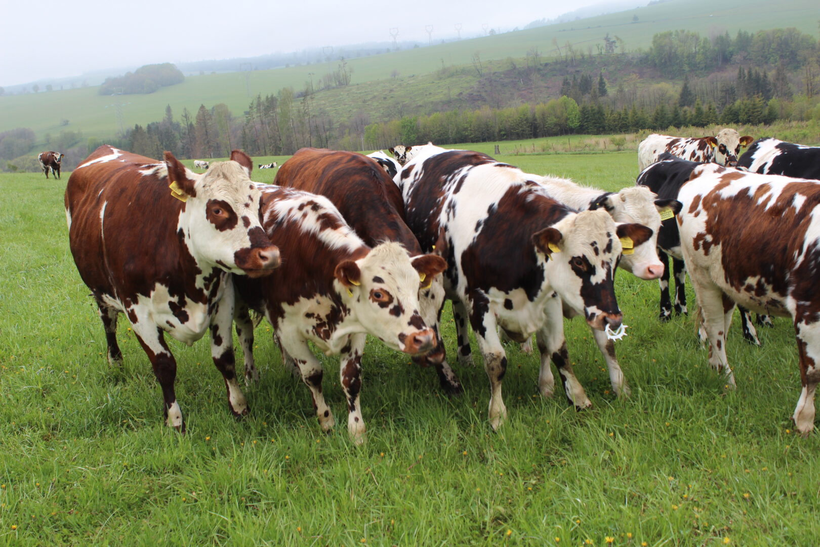 Ekologické zemědělství v EU: desetiletí růstu | Náš chov - vše o chovu ...