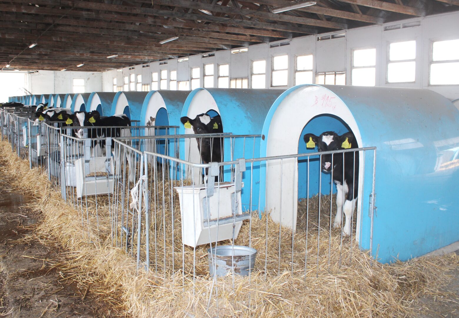 Nový pohled na výživu telat | Náš chov - vše o chovu hospodářských zvířat