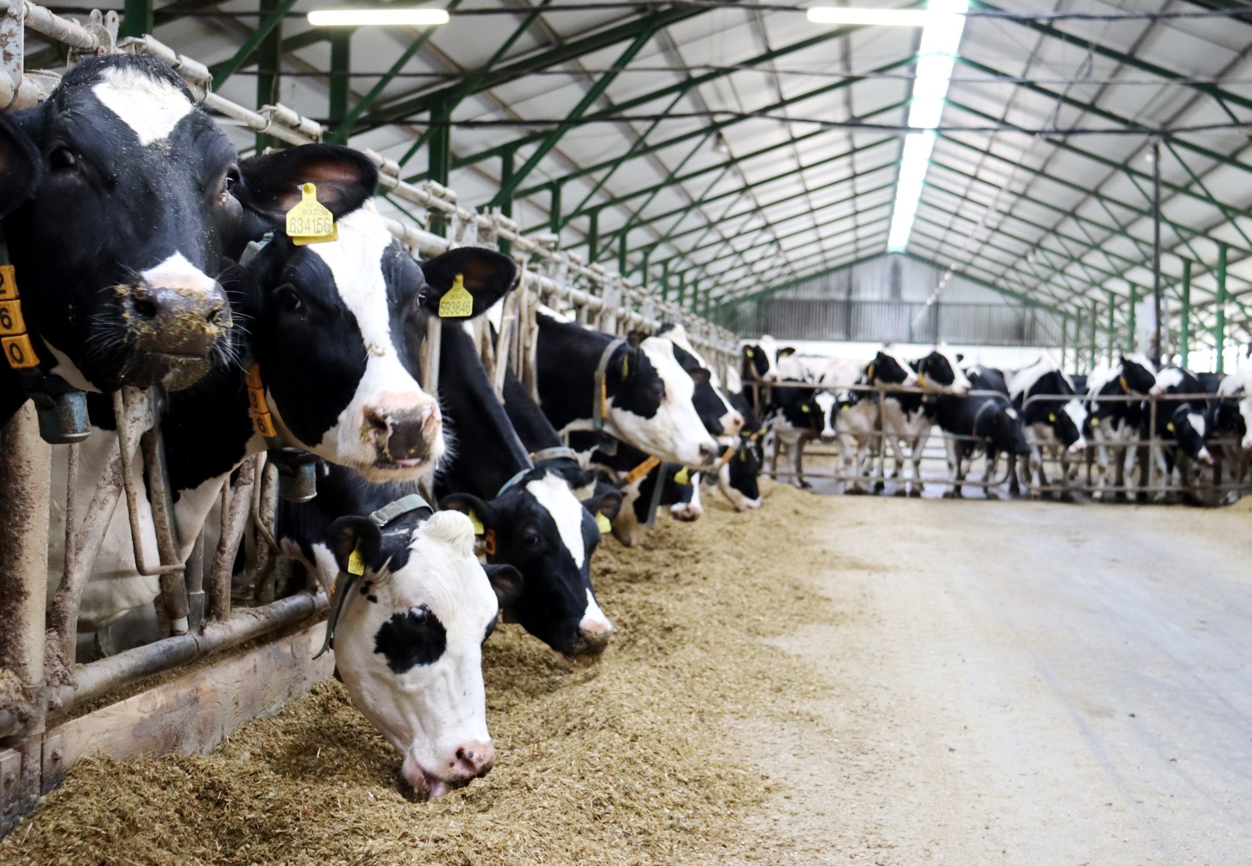 Jarní setkání chovatelů skotu v Bělčicích | Náš chov - vše o chovu ...