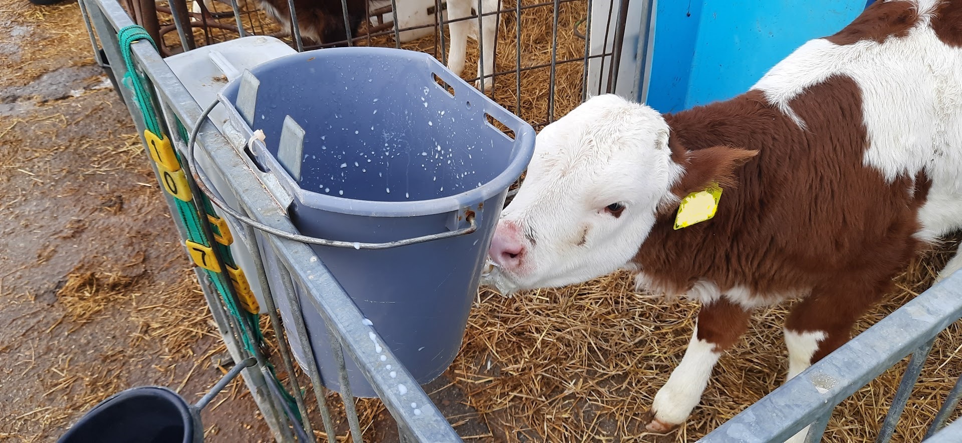Lze snížit tepelný stres pomocí správného krmení mléčnými nápoji a ...