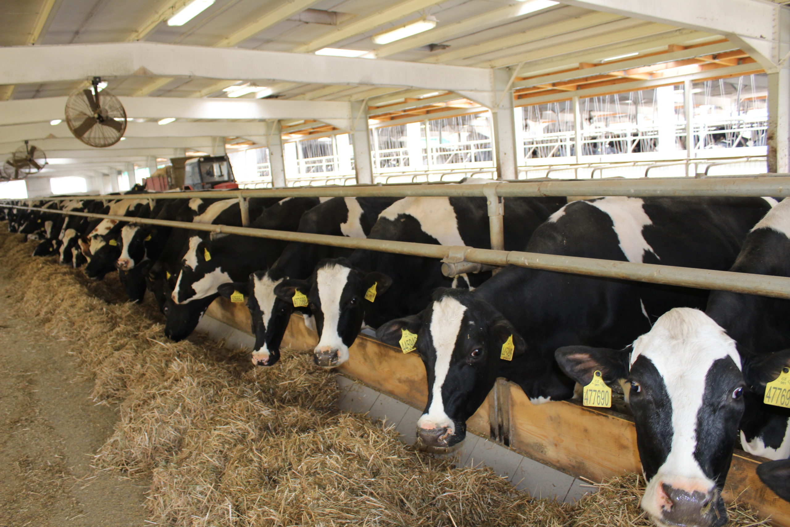 Produkce metanu a tuky chráněné proti fermentaci v bachoru | Náš chov ...