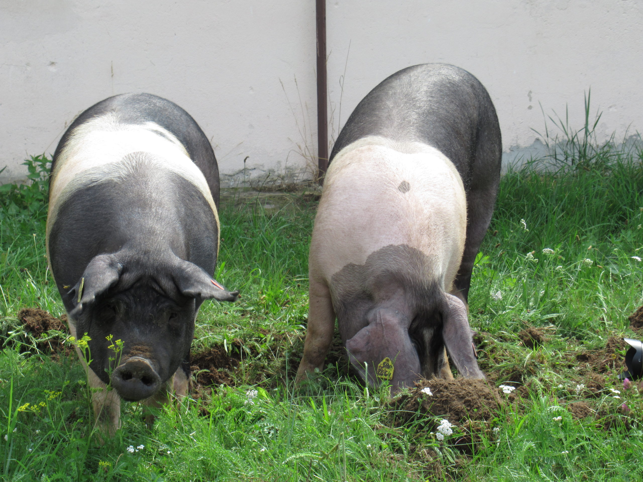 Přeštické černostrakaté prase v roce 2022 | Náš chov - vše o chovu ...