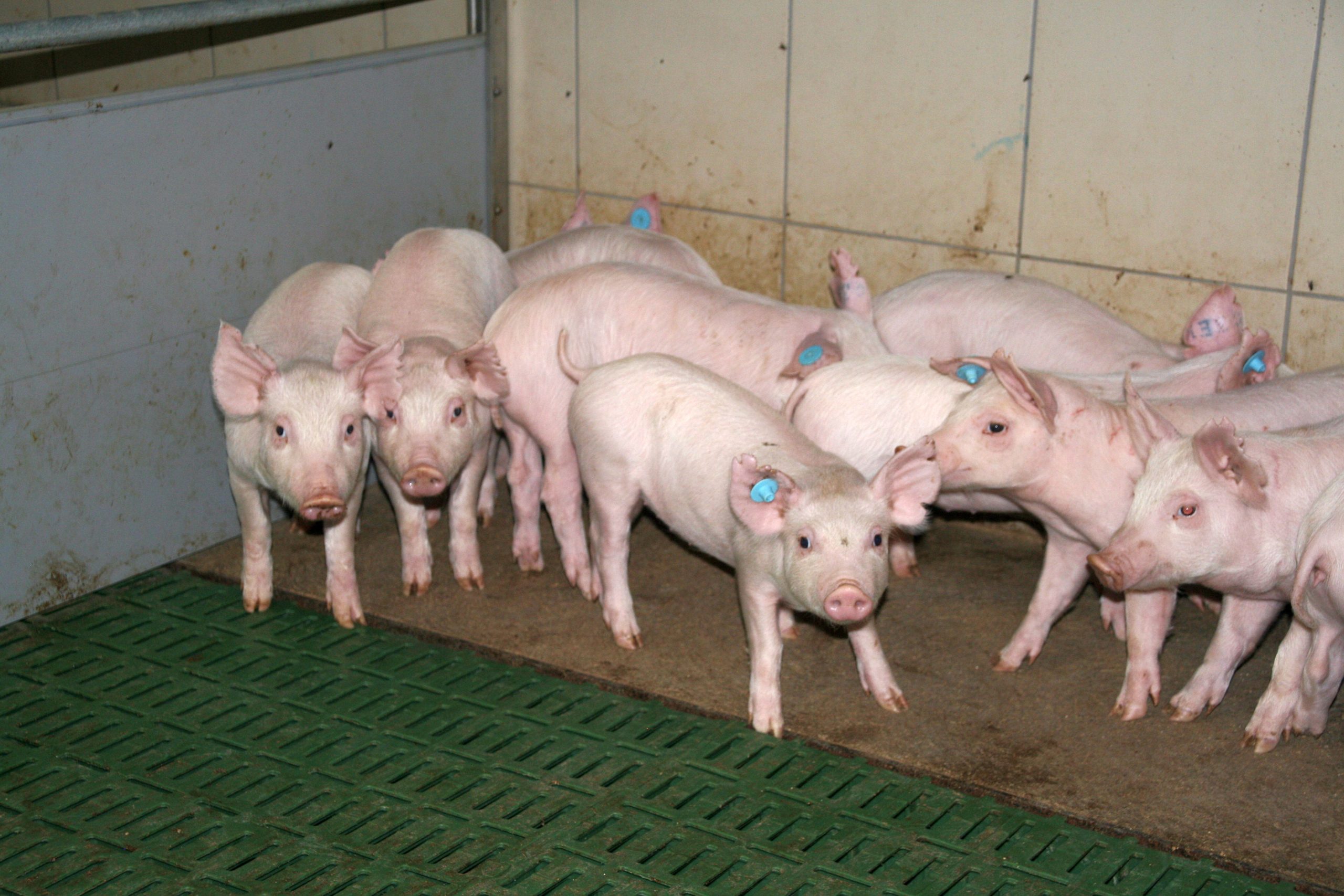 Vývoj cen průmyslových krmiv pro prasata a drůbež | Náš chov - vše o ...