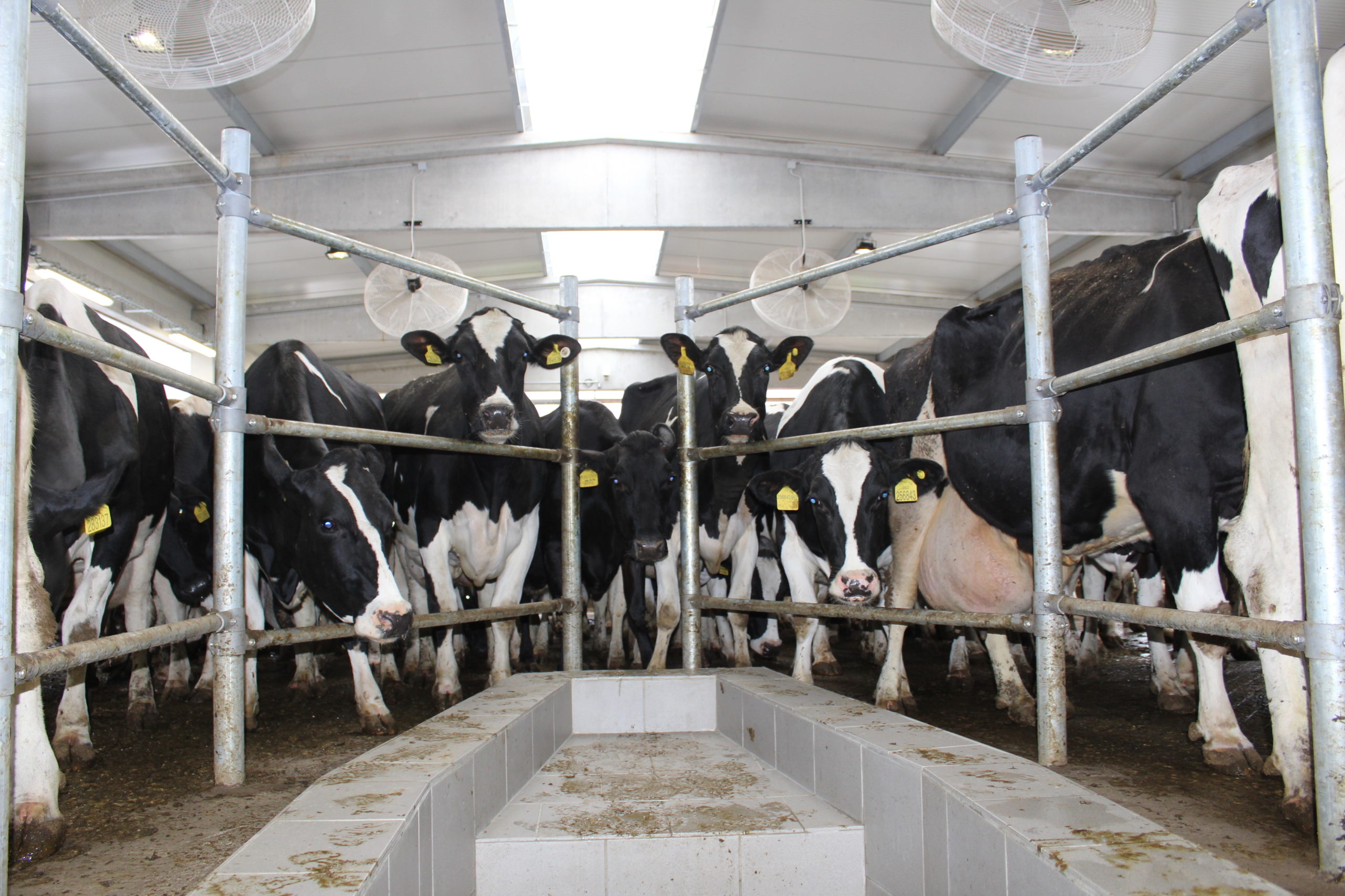 Jak snížit dopad environmentálních stresorů u dojnic | Náš chov - vše o ...