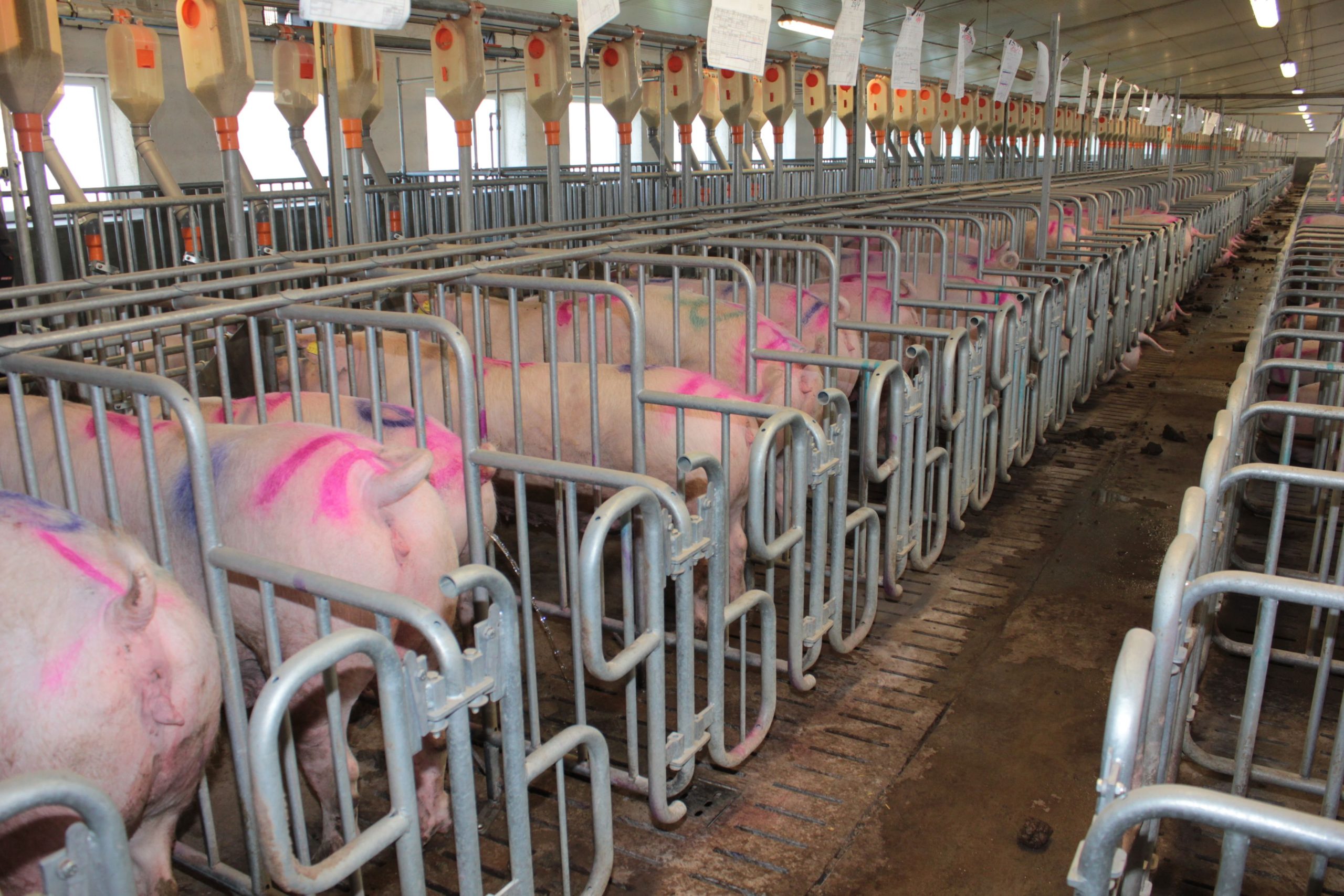 Ekonomické aspekty chovu prasat | Náš chov - vše o chovu hospodářských ...