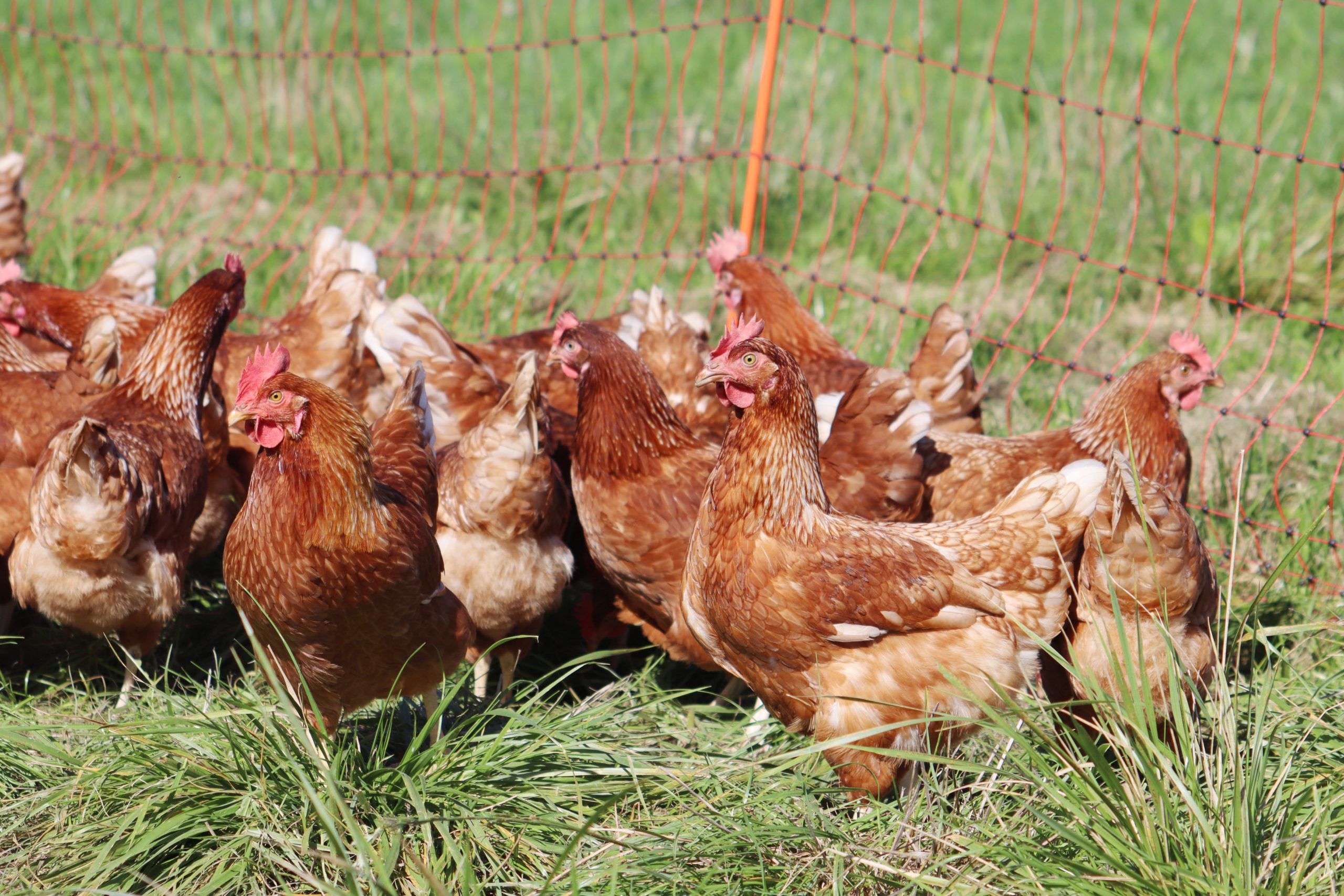 Volný chov nosnic po česku | Náš chov - vše o chovu hospodářských zvířat
