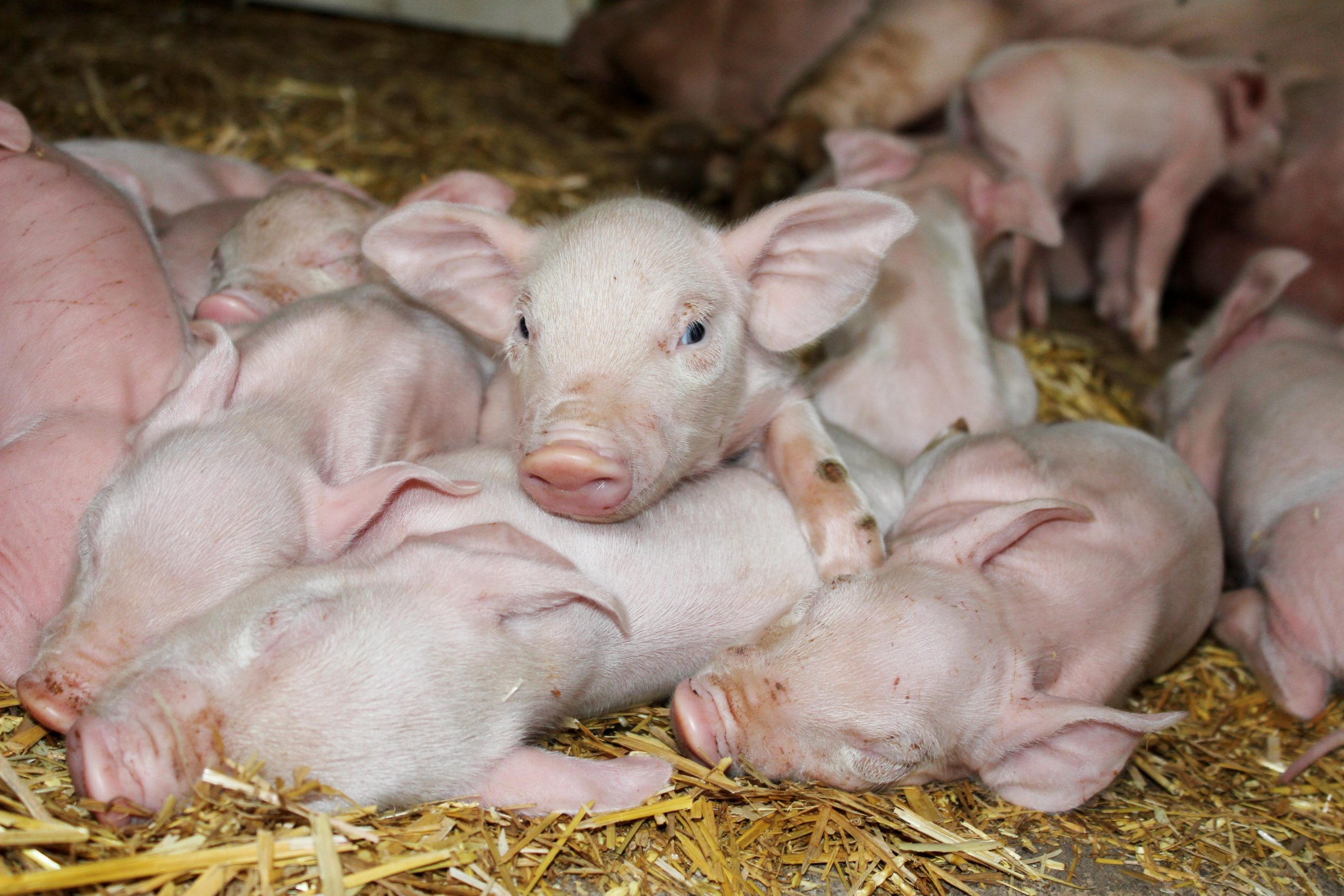 Moderní trendy ve výživě prasat | Náš chov - vše o chovu hospodářských ...