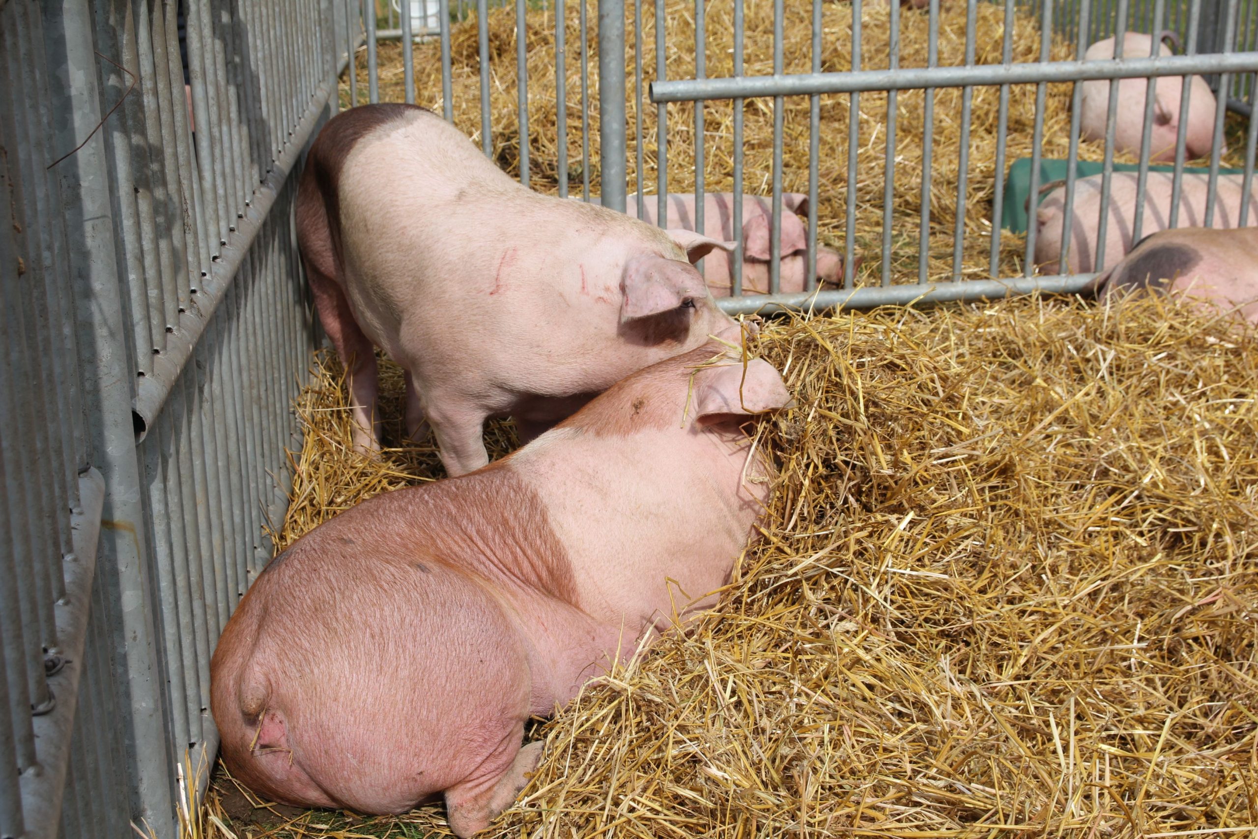 Geneticky modifikovaná prasata do výkrmu? | Náš chov - vše o chovu ...
