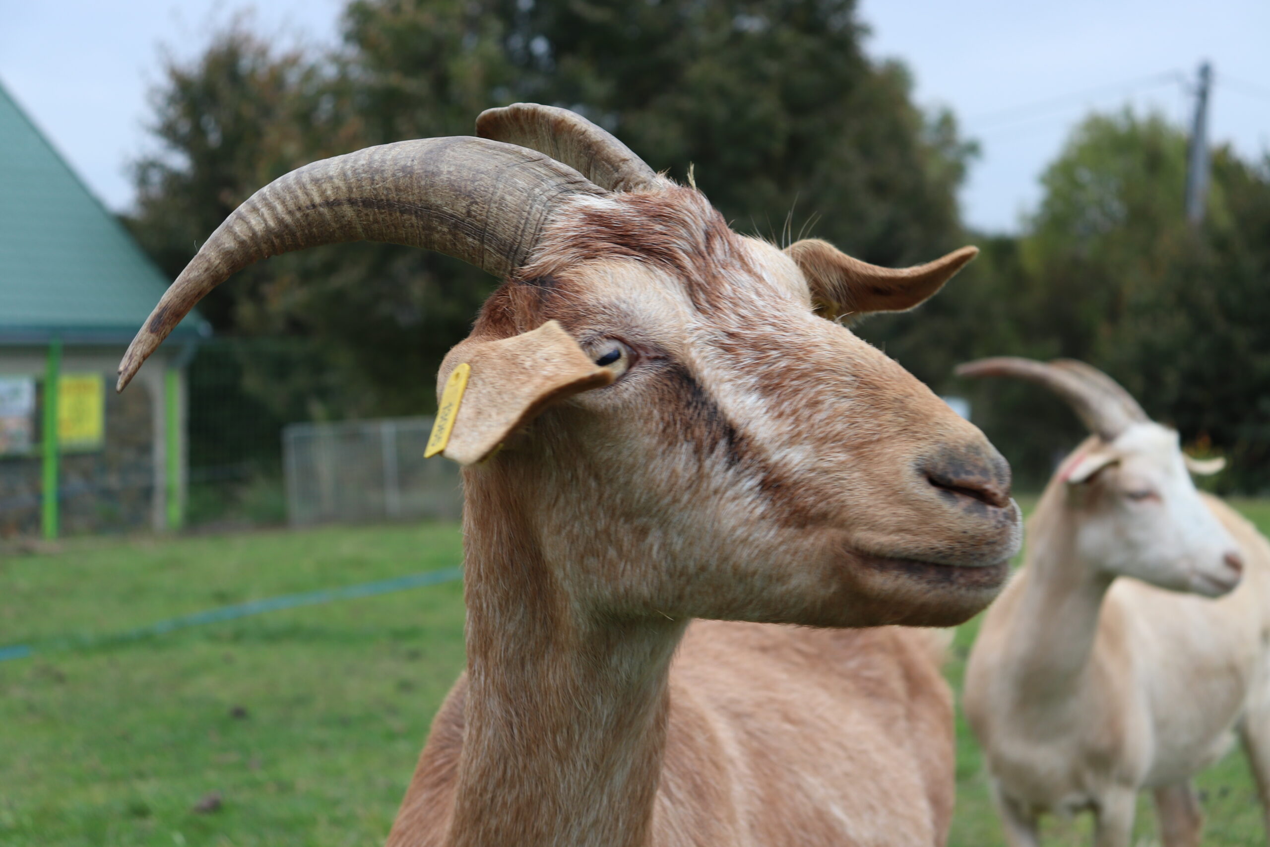 Jak na výživu „nenáročných“ koz | Náš chov - vše o chovu hospodářských zvířat