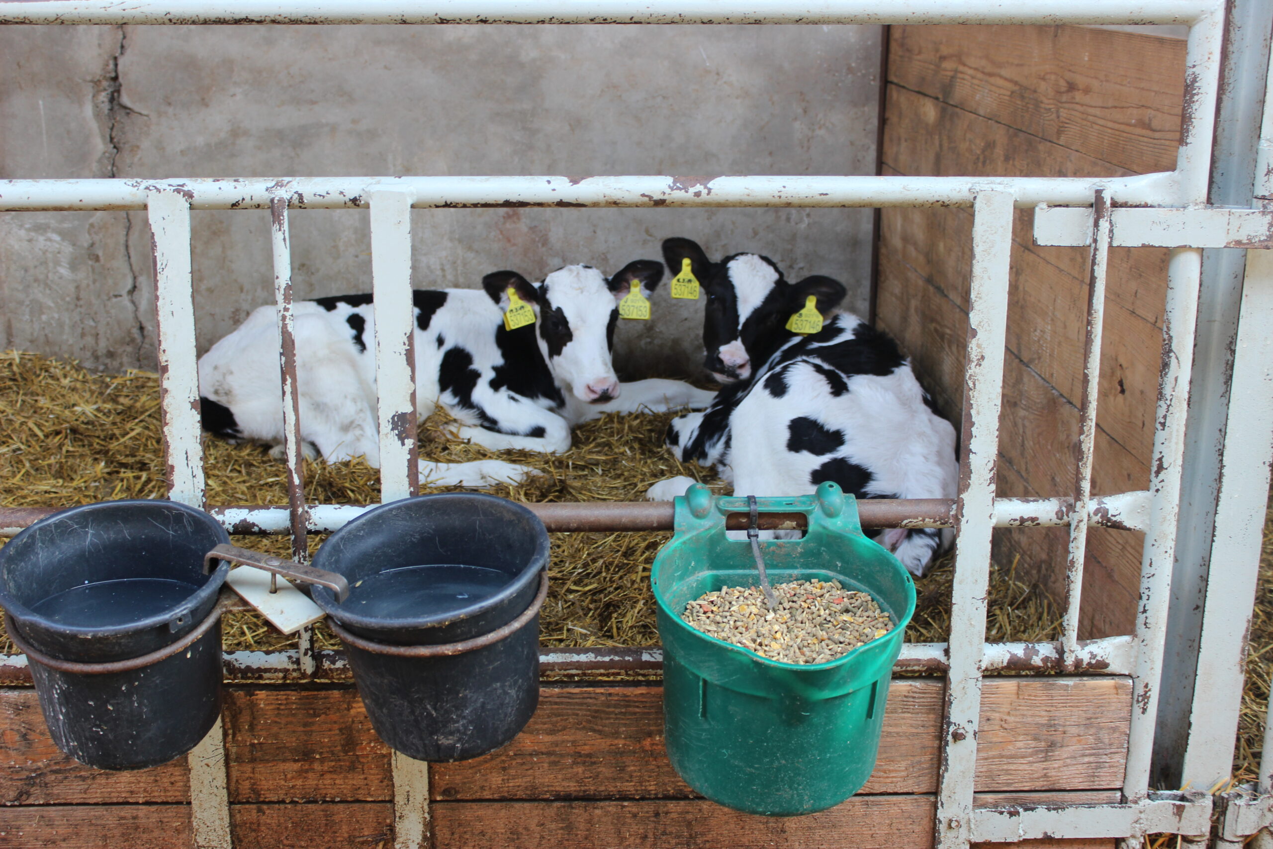 Ustájení telat v párech a ve skupinách | Náš chov - vše o chovu ...