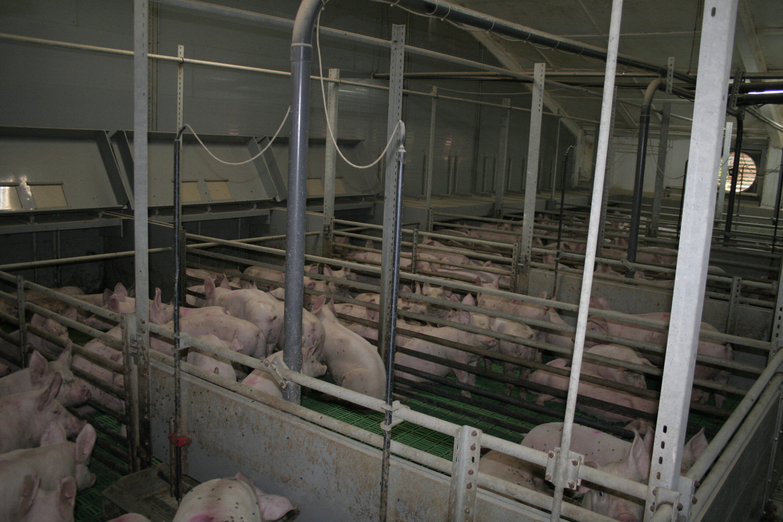 Přírodní složky, které lákají selata ke krmení