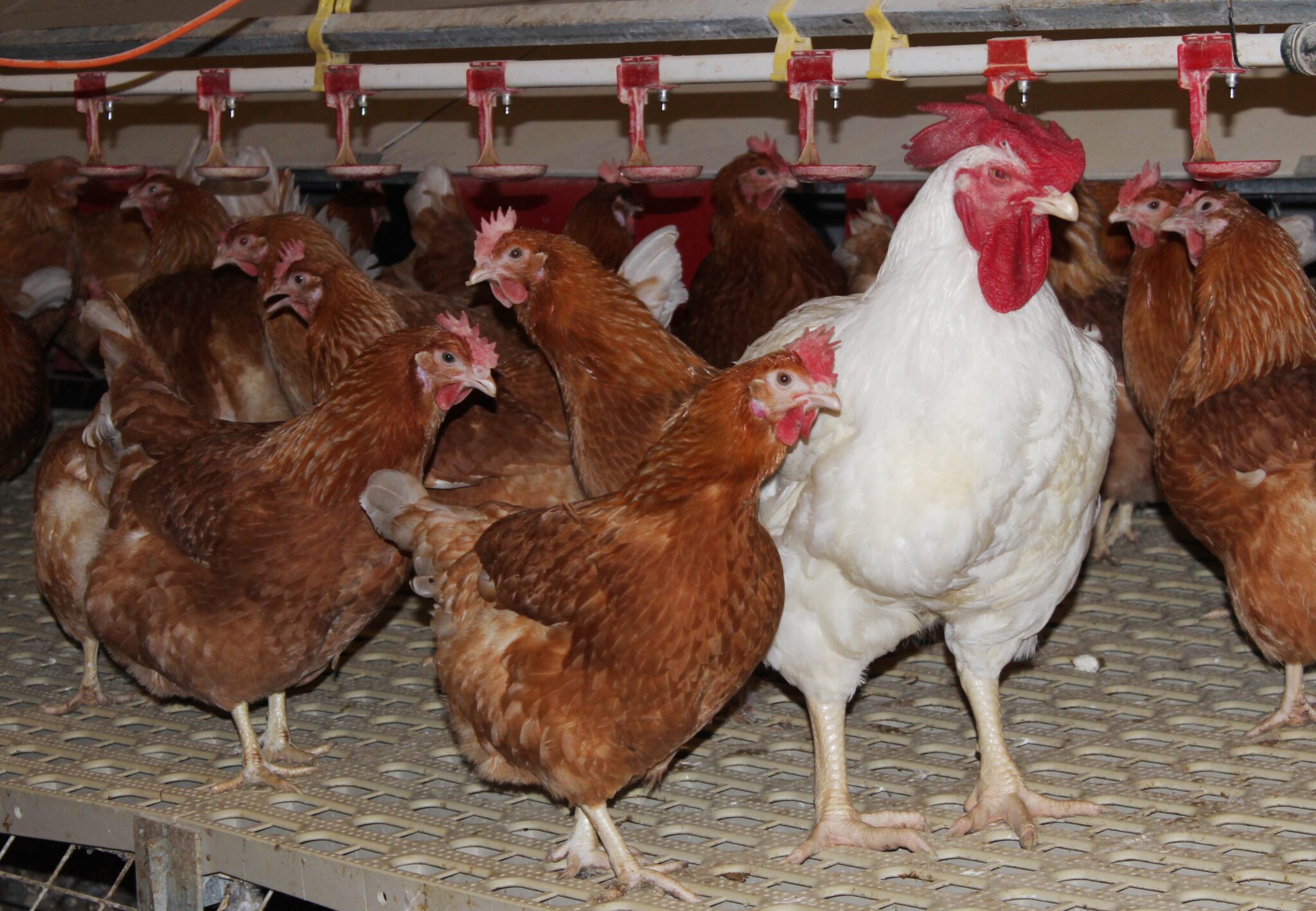 Výkrm kuřat s různou intenzitou růstu | Náš chov - vše o chovu ...